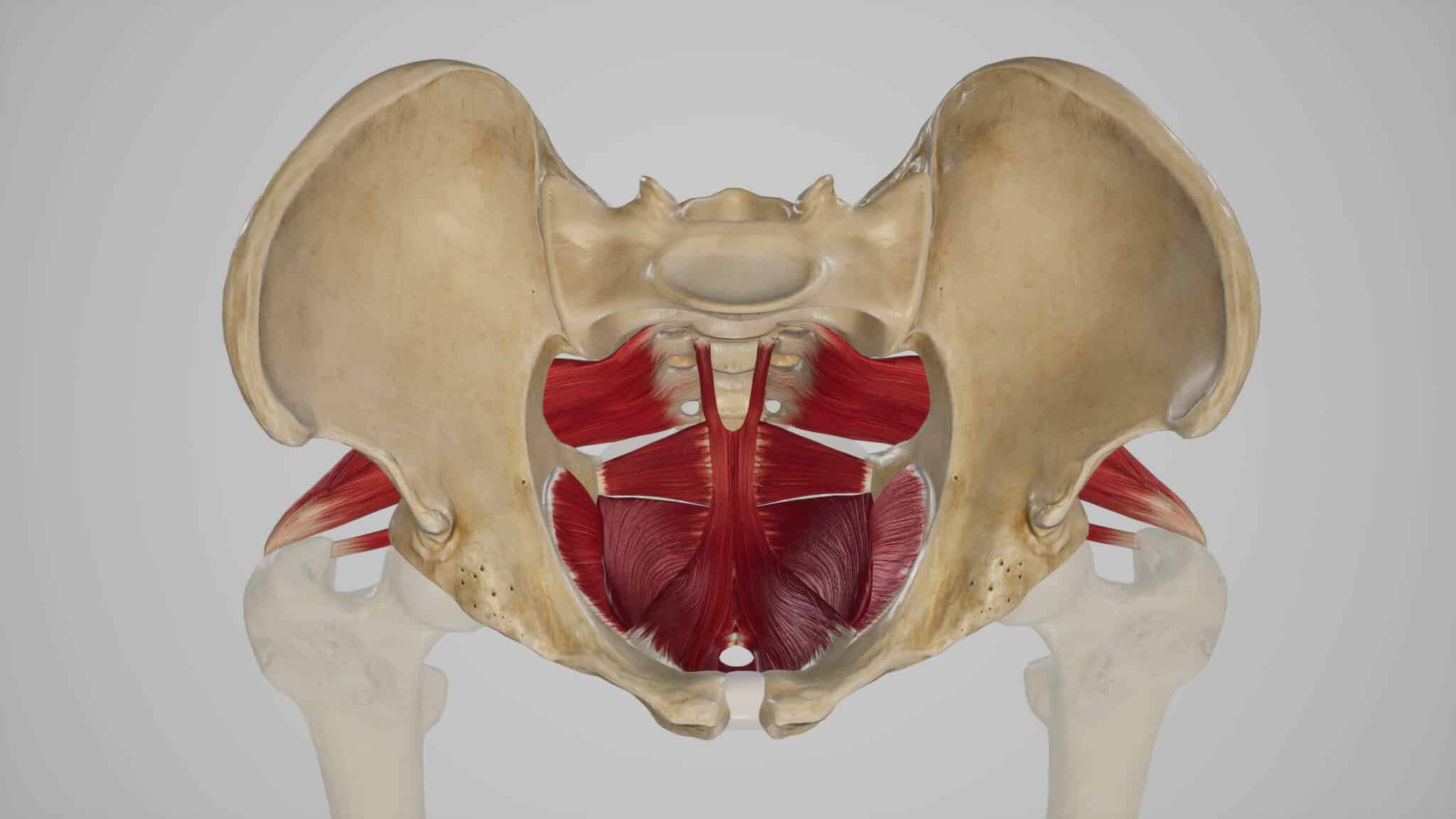 A Seniors Guide To Pelvic Floor Dysfunction Physio Ed